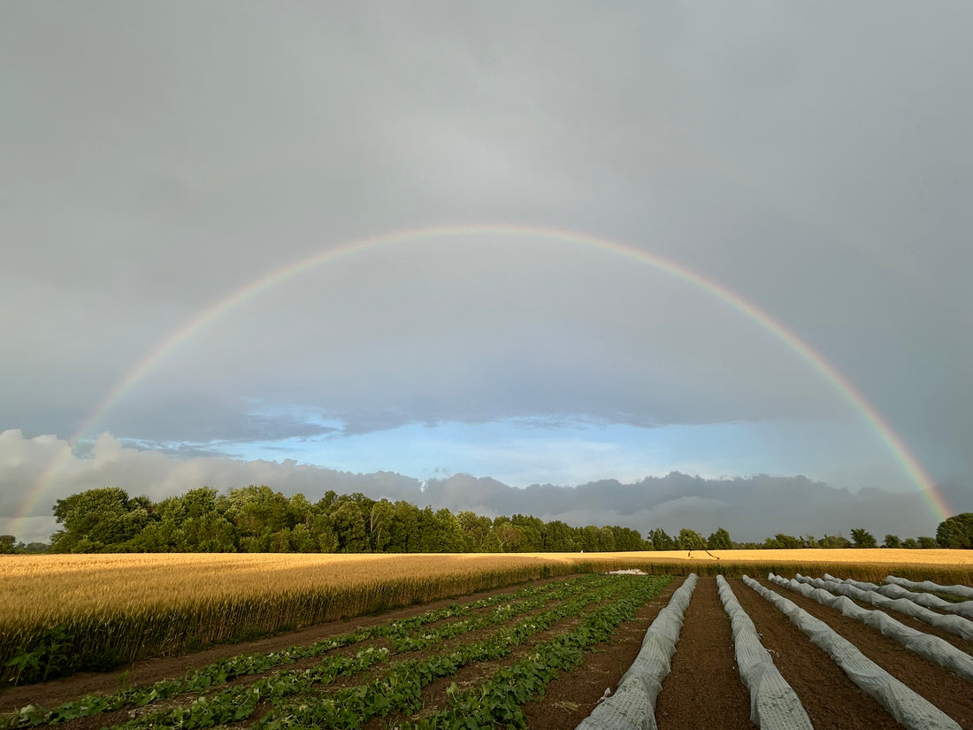Field of Greens Produce